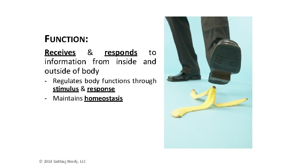 Nervous System Guided notes power point Dont Be
