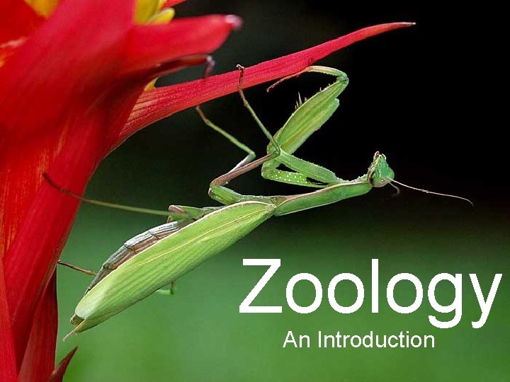 Zoology An Introduction What is an Animal Are