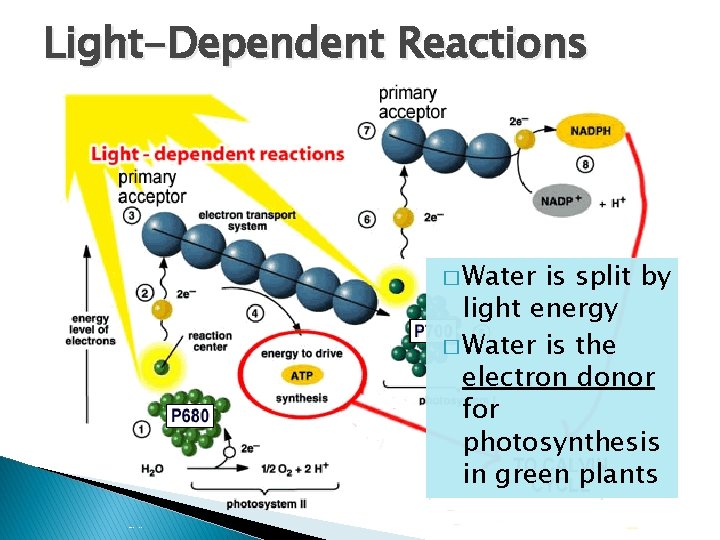 Photosynthesis Do Now Complete the diagram below balance