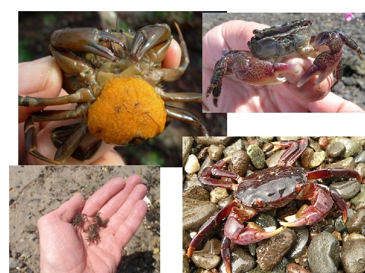 Animals of the Benthic Environment Animals of the