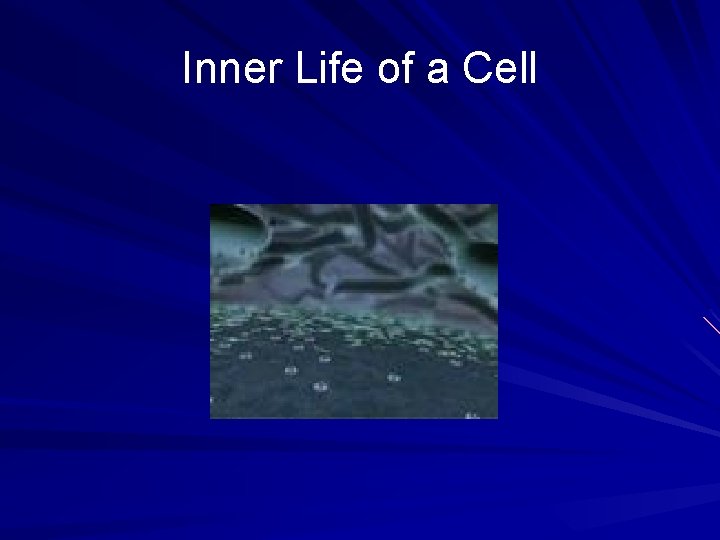 The Cell Basic Unit of Life The Cell
