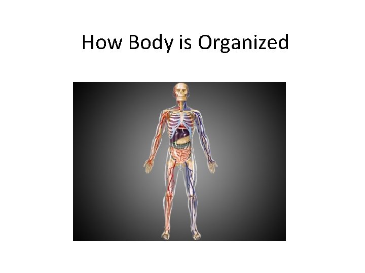 How Body is Organized Levels of Organization Cells