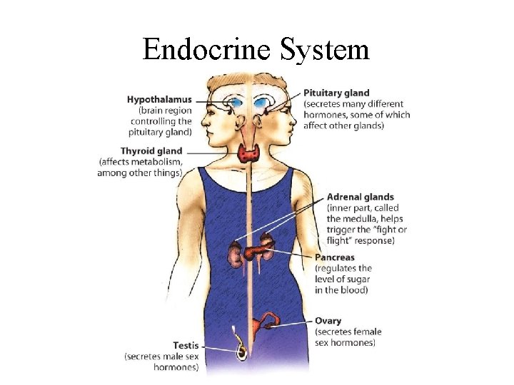 The Endocrine System Endocrine System A set of