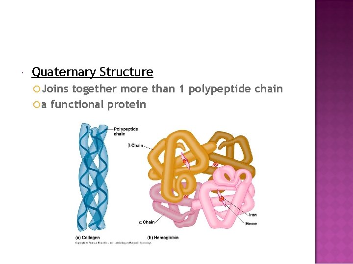 Part 2 Unit 1 Chapter 5 PROTEINS Most