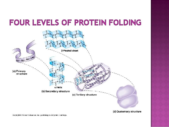 Part 2 Unit 1 Chapter 5 PROTEINS Most