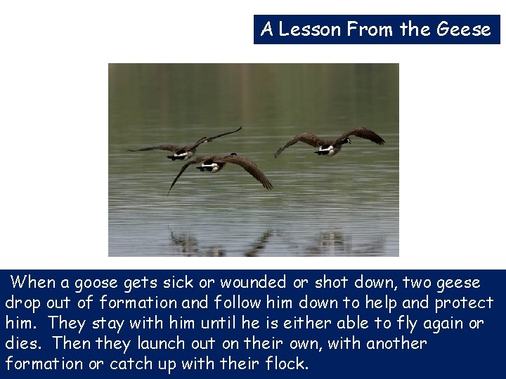 A Lesson From the Geese As each bird