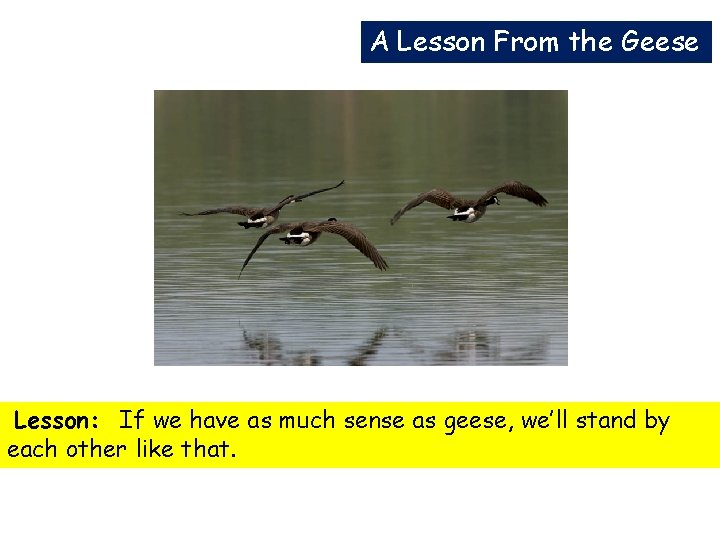 A Lesson From the Geese As each bird