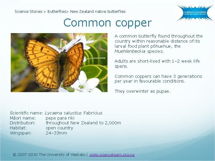 Science Stories Butterflies New Zealand native butterflies Red