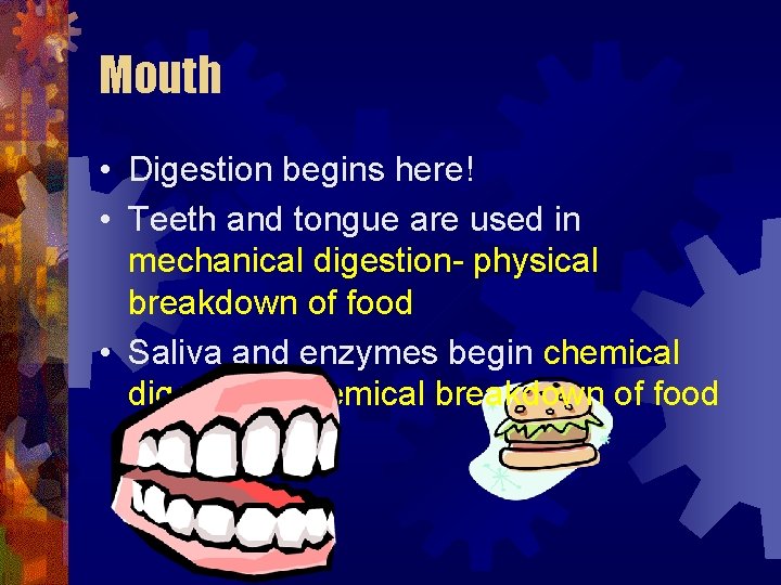 The Digestive System Major Functions of the Digestive