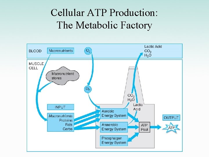 Ingestion to Energy Metabolism Chapter 2 What is