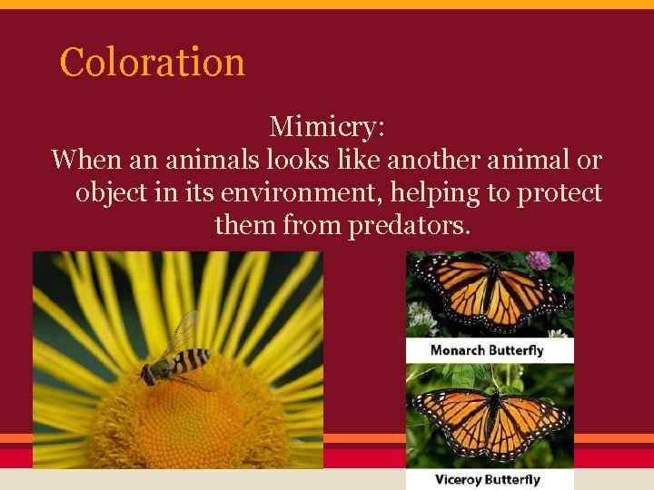 Adaptations Standard 4 Objective 2 ad Adaptation An