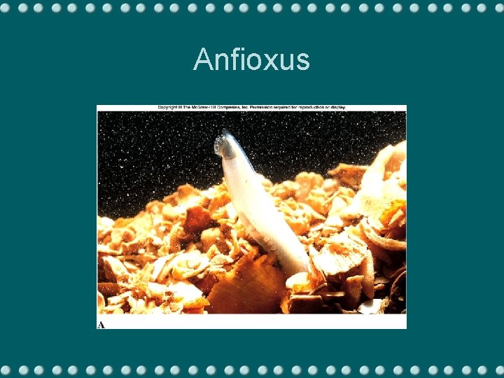 Phylum Chordata Contribuciones biolgicas Endoesqueleto de vrtebras permite