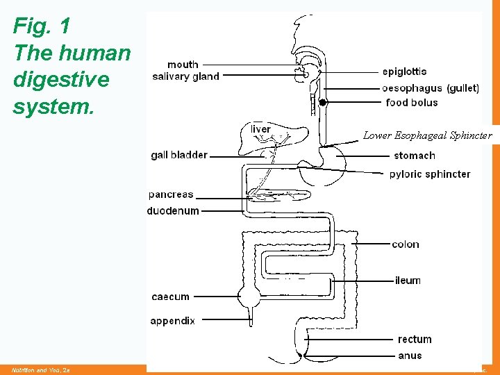 Chapter 3 The Basics of Digestion 2012 Pearson