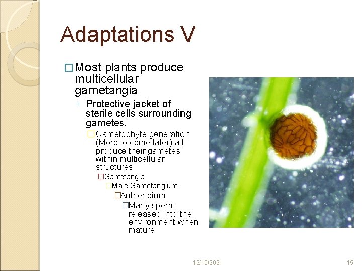 Plant Diversity I How Plants Colonized Land The