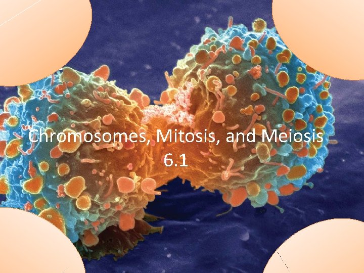 Chromosomes Mitosis and Meiosis 6 1 Karyotype Image