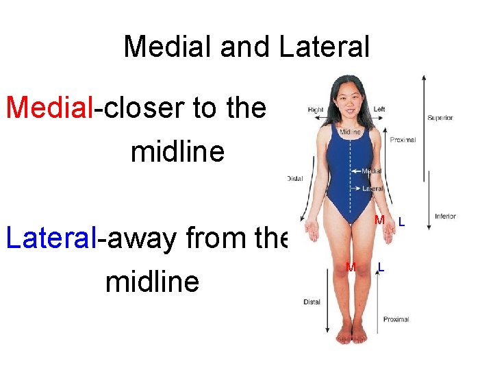 Chapter 1 Introduction to Anatomy Anatomical position To