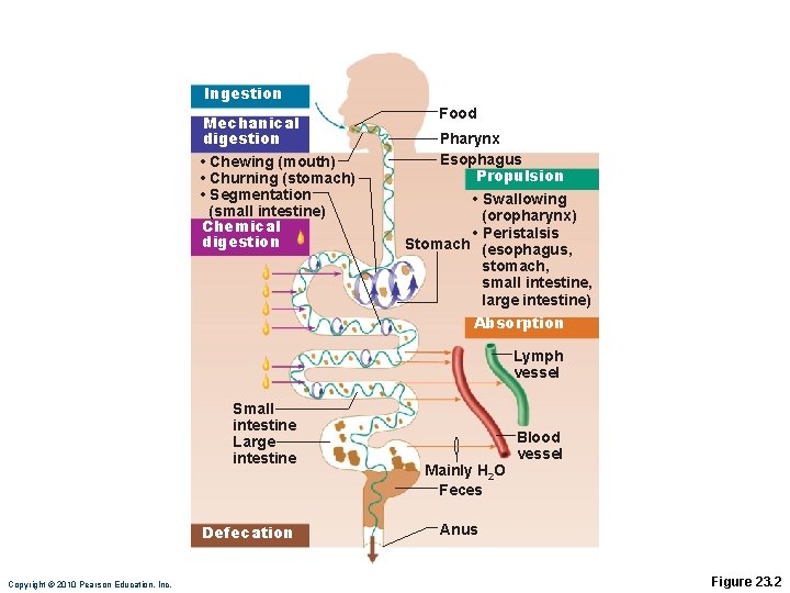 Power Point Lecture Slides prepared by Janice Meeking