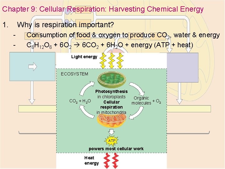 Chapter 9 Intro An Overview of Carbohydrates Ch