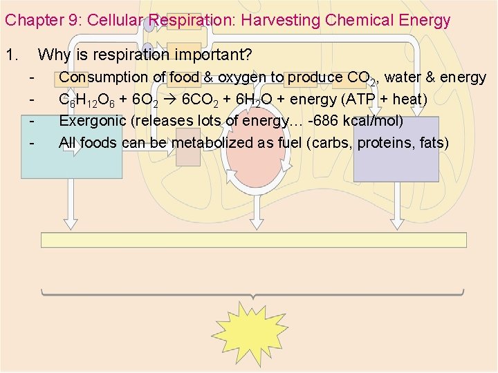 Chapter 9 Intro An Overview of Carbohydrates Ch