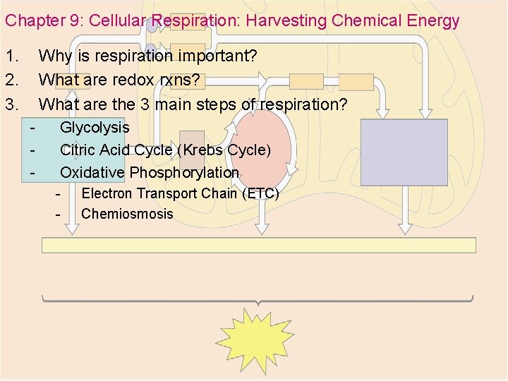 Chapter 9 Intro An Overview of Carbohydrates Ch