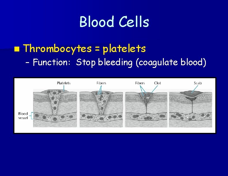 Chapter 8 Blood and Body Defenses Spelling Words