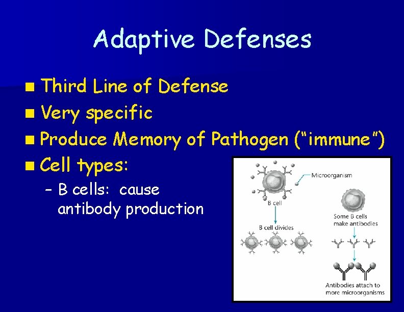 Chapter 8 Blood and Body Defenses Spelling Words