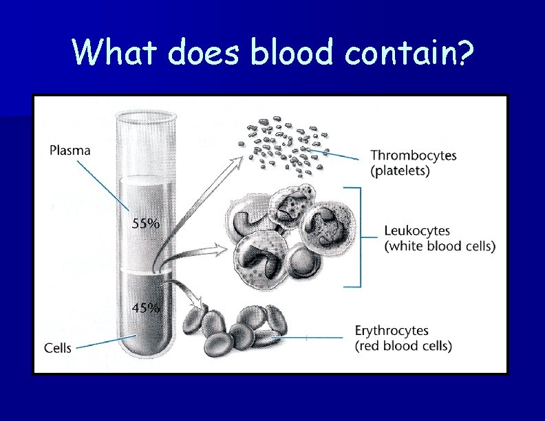Chapter 8 Blood and Body Defenses Spelling Words