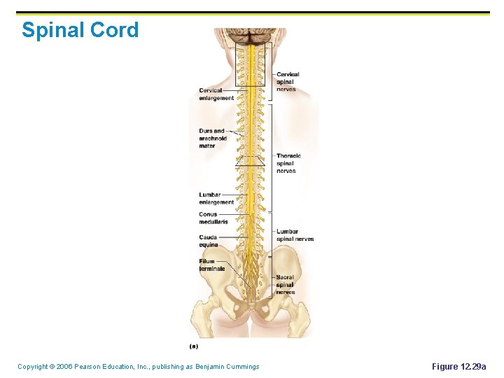 Power Point Lecture Slides prepared by Vince Austin