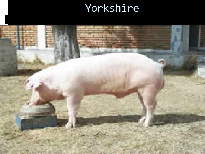 EL CERDO RAZAS GENERALIDADES Hampshire Hampshire Su cabeza