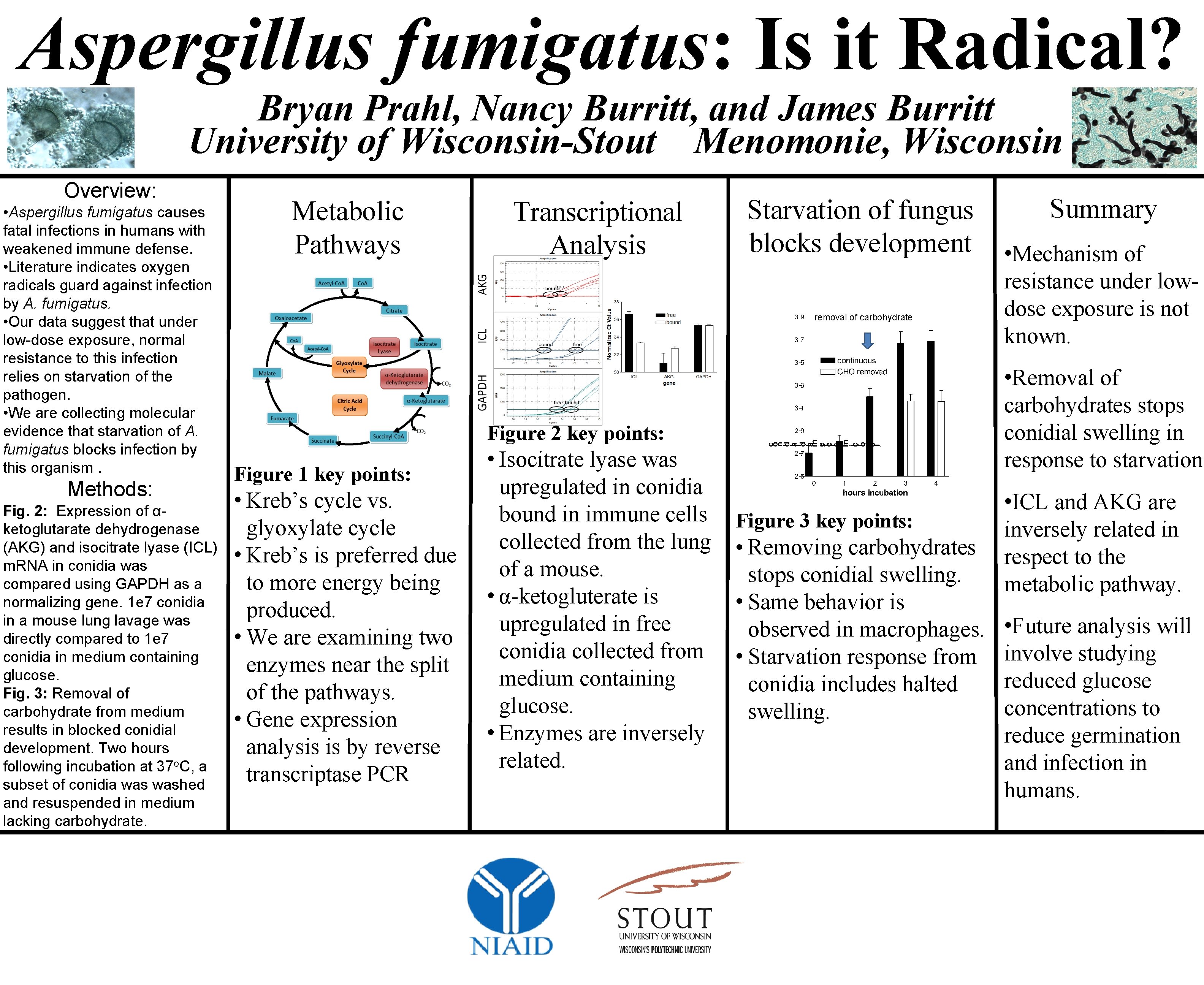 Aspergillus fumigatus Is it Radical Bryan Prahl Nancy