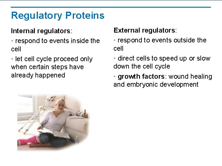Regulating the Cell Cycle Learning Objectives Investigate how