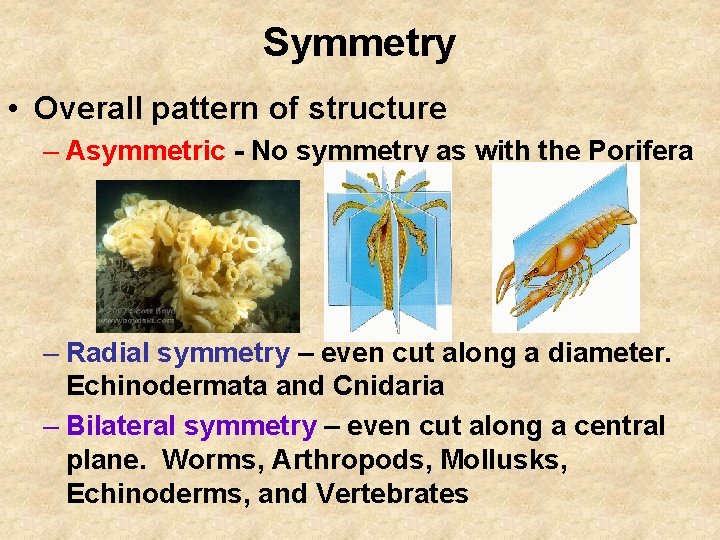 Introduction to Animals To be an animal means