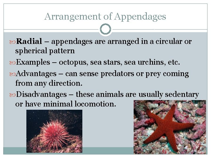 Patterns of Organization 1 ASYMMETRICAL RADIAL OR BILATERAL