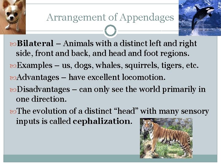 Patterns of Organization 1 ASYMMETRICAL RADIAL OR BILATERAL