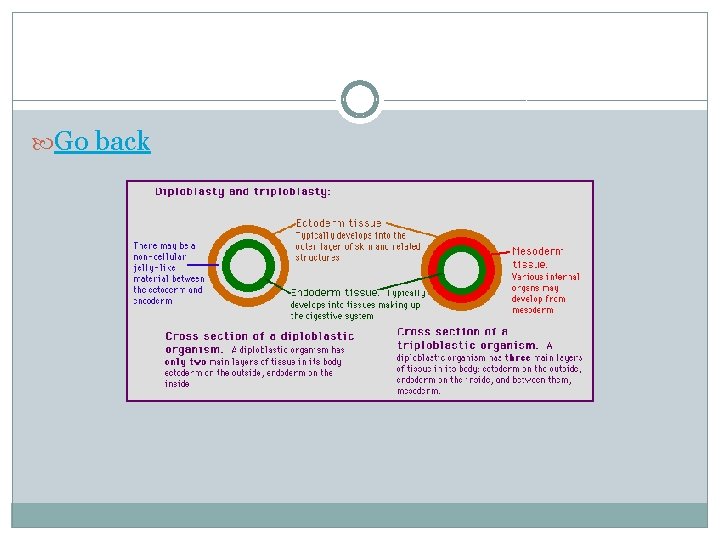 Patterns of Organization 1 ASYMMETRICAL RADIAL OR BILATERAL