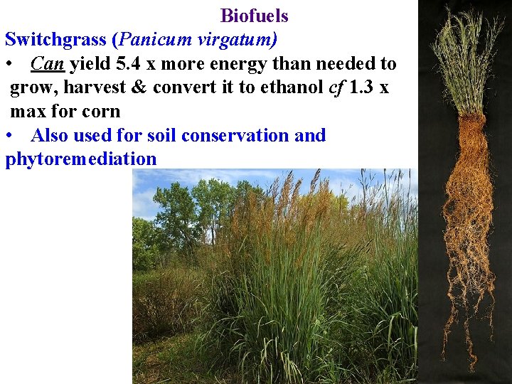 Biofuels 1 st gen Ethanol Yeast makes Et