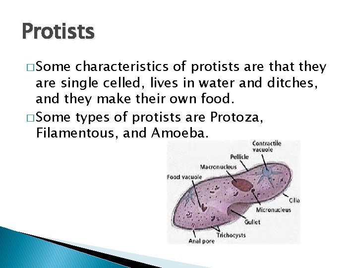 The Classification of Living Things By Keegan Noah