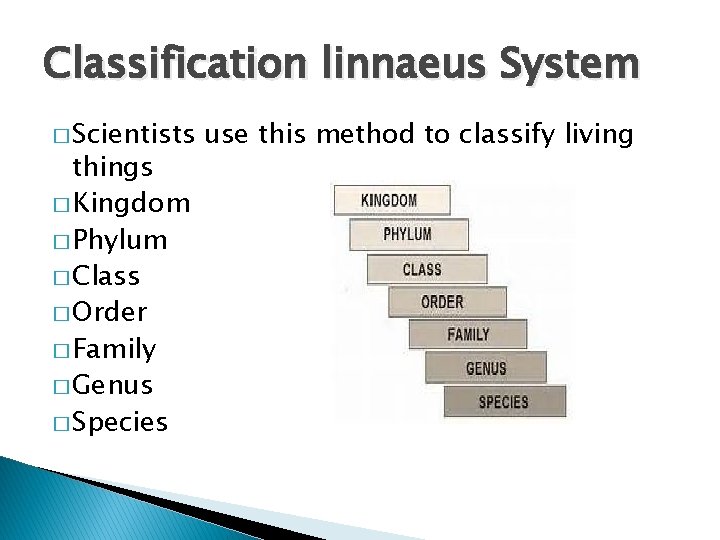 The Classification of Living Things By Keegan Noah