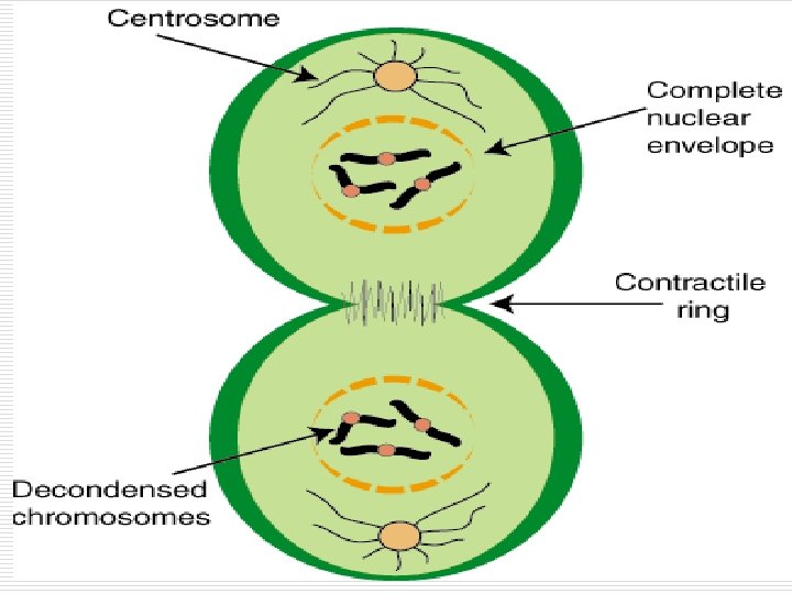 Mitosis Cell Replication Cell Replication o o During