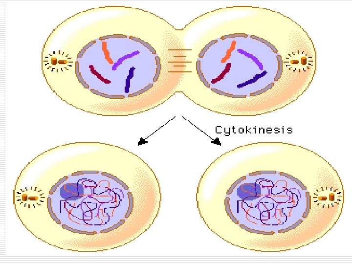 Mitosis Cell Replication Cell Replication o o During