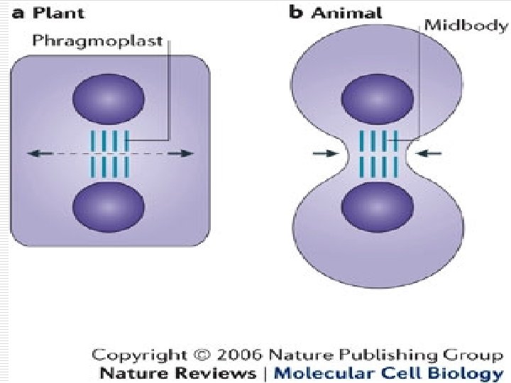 Mitosis Cell Replication Cell Replication o o During