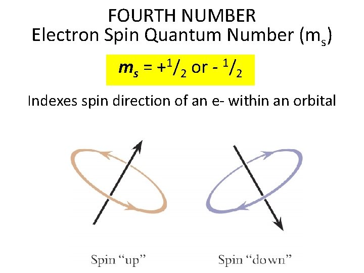 Orbitals and Quantum Numbers Electron Orbitals Describes the