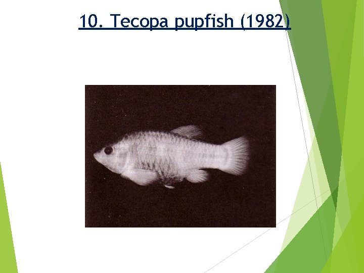 EXTINCT ANIMALS AFTER TH 18 CENTURY Check Out