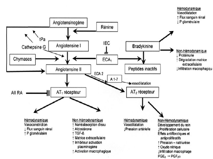 Les inhibiteurs de lenzyme de conversion M M