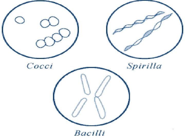 Chapter 19 Bacteria 1 I Bacteria A Classifying