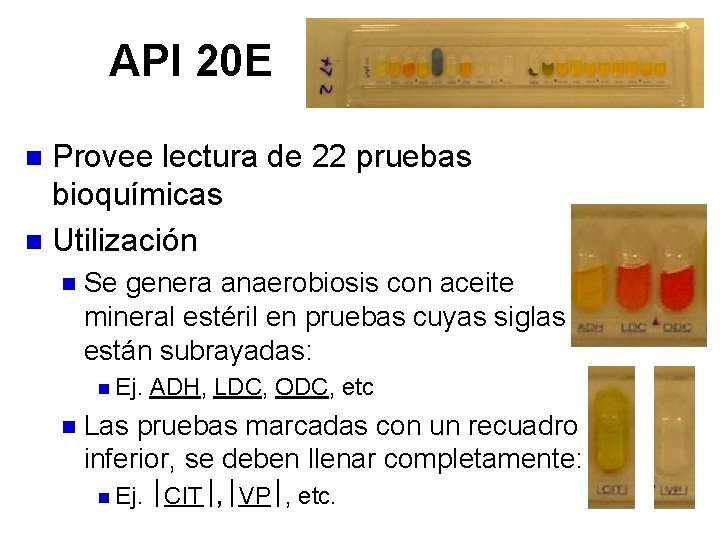 Laboratorio 9 Familia Enterobacteriaceae Mtodos de Identificacin Rpida