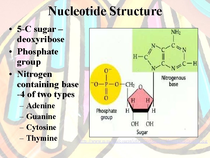 DNA The Molecule of Heredity DNA Structure Deoxyribonucleic