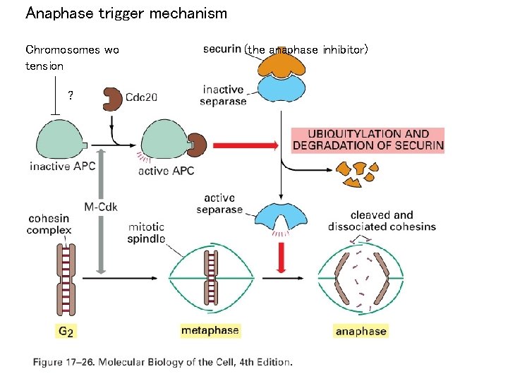 Mechanisms of Anaphase and Telophase Lecture 41 BSCI