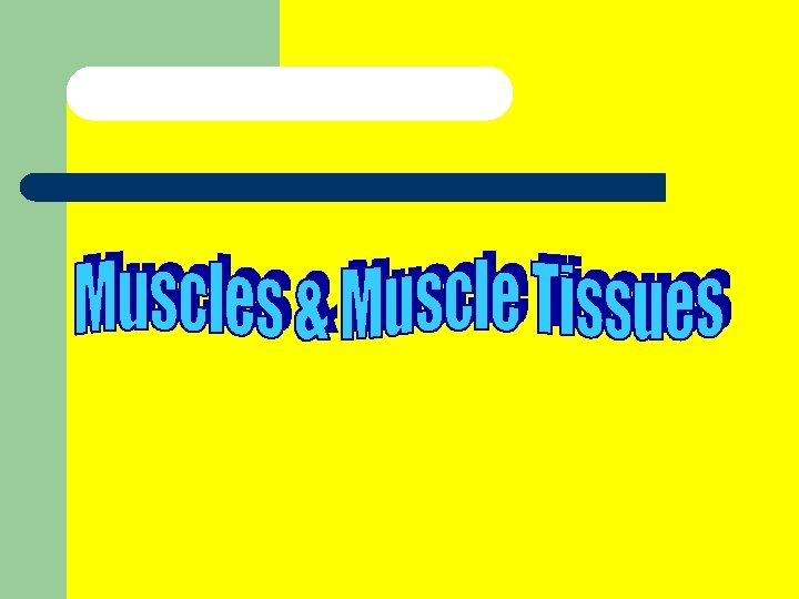Overview l l l of Muscle Types Skeletal