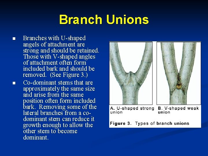 How to Prune Trees Introduction The objective of